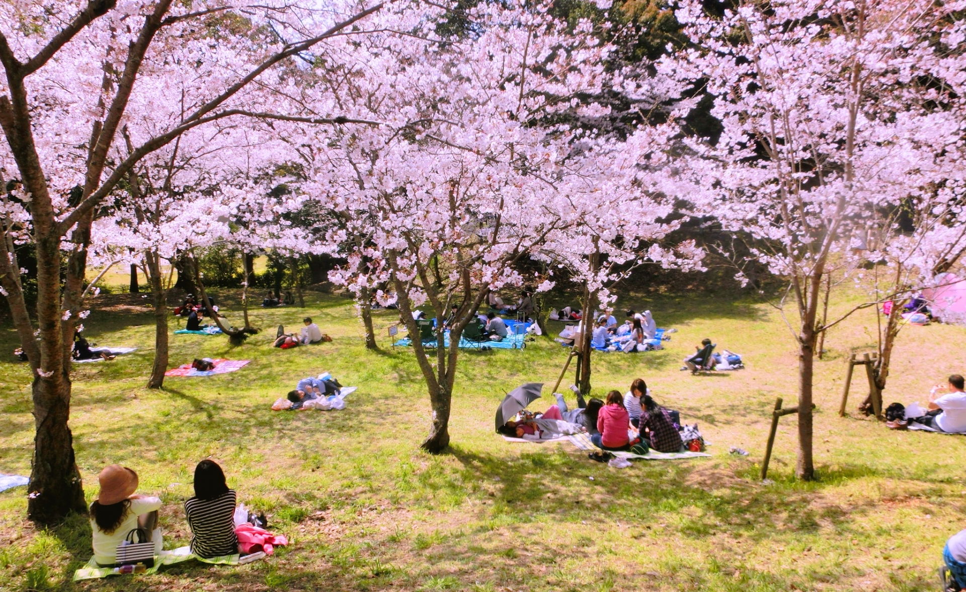 Kanji for Sakura, cherry blossoms | Kanji Tools