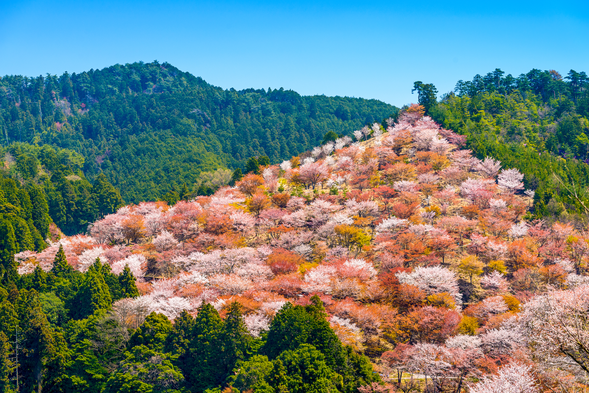 Kanji for Sakura, cherry blossoms | Kanji Tools