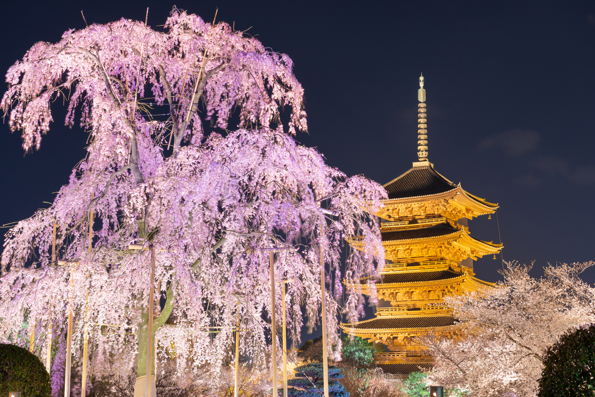 Kanji for Sakura, cherry blossoms | Kanji Tools
