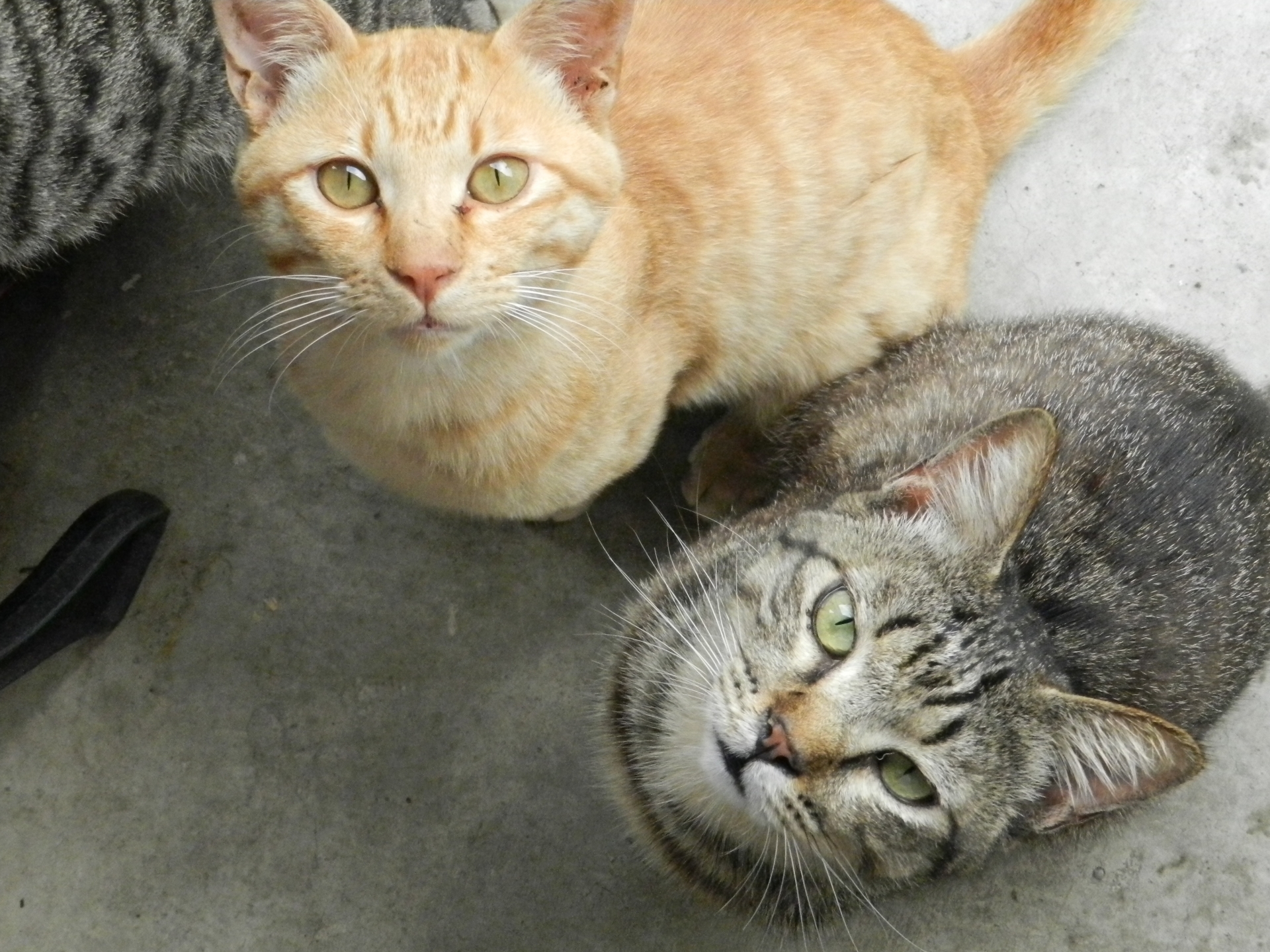 Kanji for Cat, adored neighbors | Kanji Tools