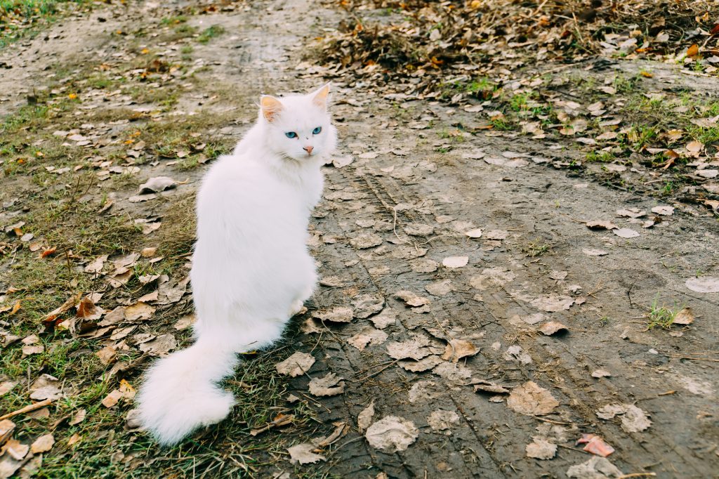 Kanji for Cat, adored neighbors | Kanji Tools